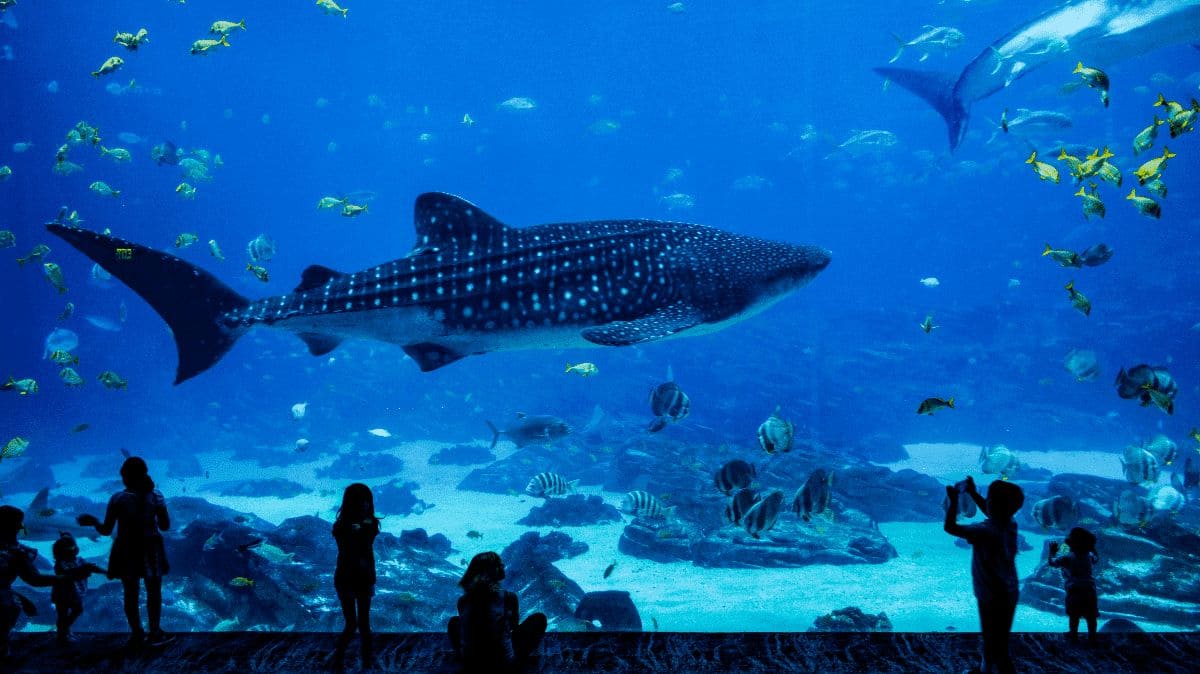 The best aquariums in the world | ranking.global